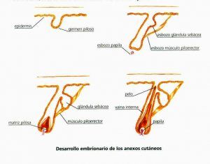Anexos cutáneos - Jaldún