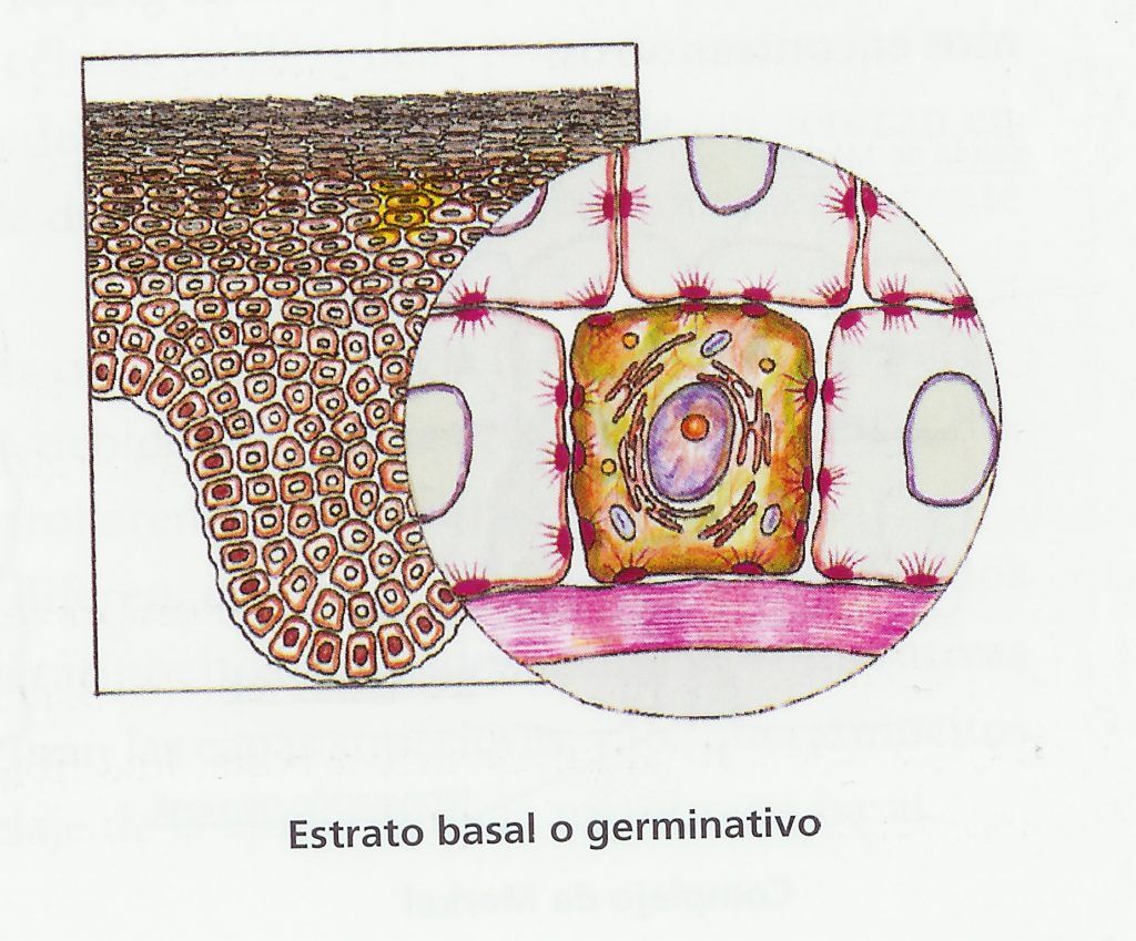 La Epidermis. - Jaldún